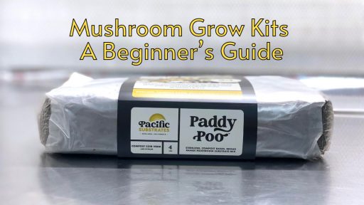 Mushroom Grow Kits - A Beginner's Guide